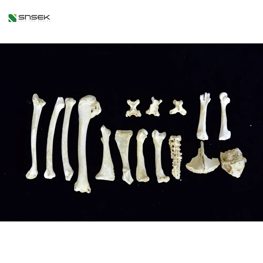 Snsek-sb75v Reusable Vet Aquamation Equipment for Pets