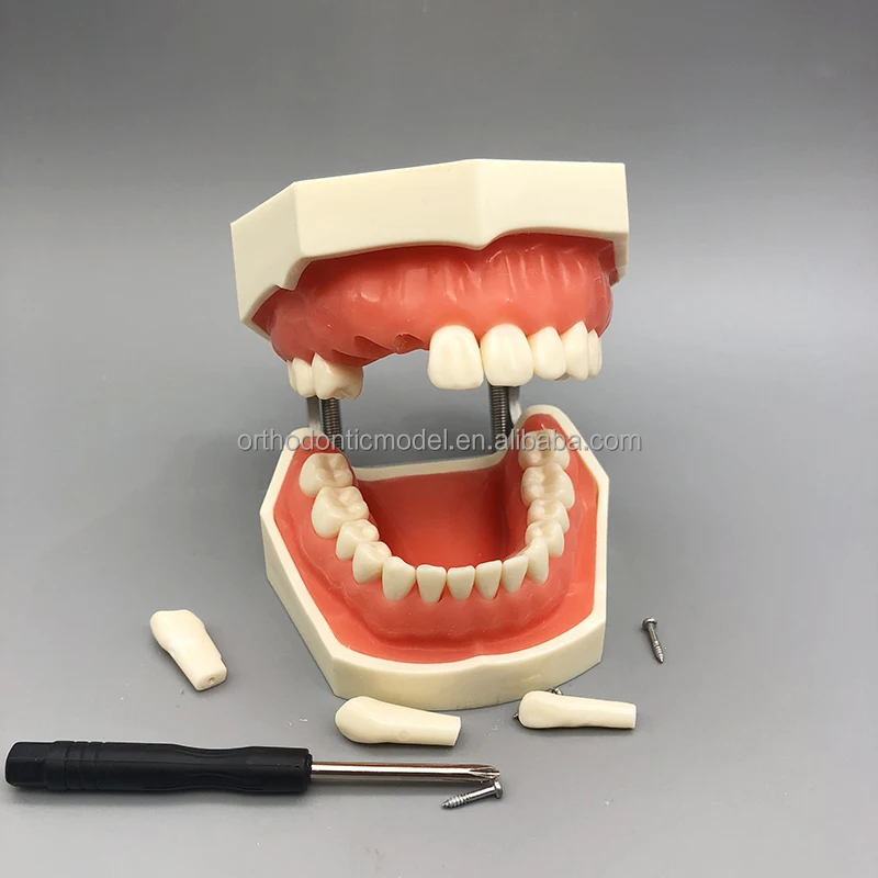 Replacement Teeth Typodont Model For Student Practice Nissin ...