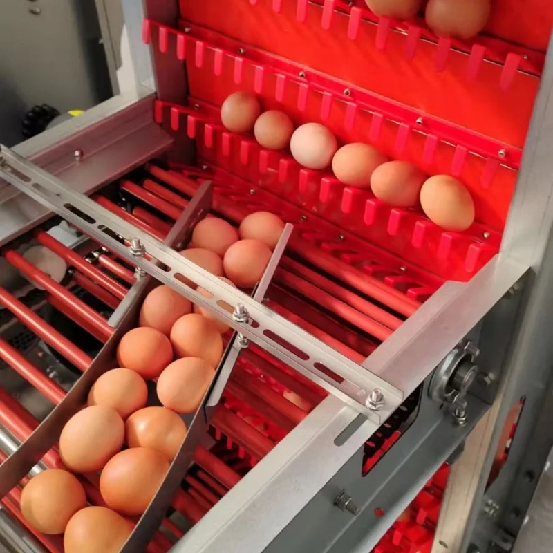 Poultry Automatic Farm Equipment Egg Collection System 4000 Eggs Fully ...