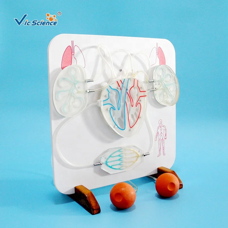 Medical Science Nursing Manikin Human Anatomy Blood Circulation ...