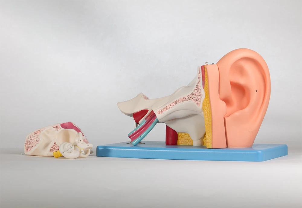 3D Ear Anatomy Model - Life Size Medical Display