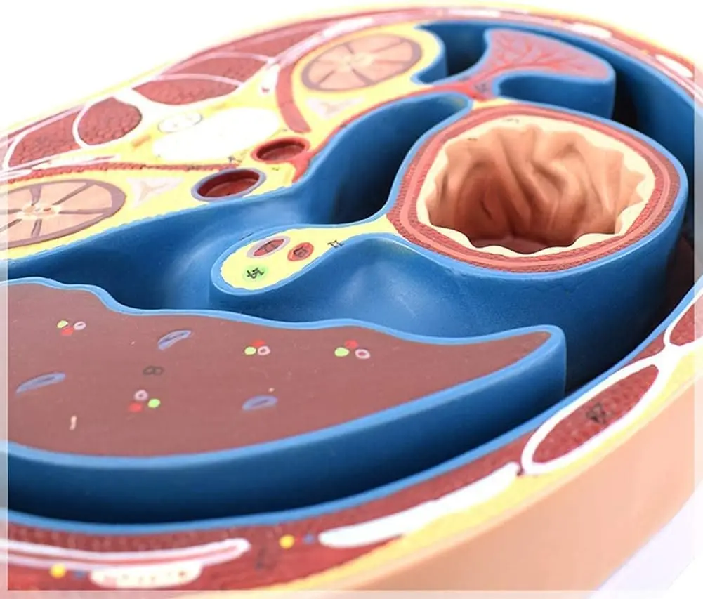 Abdominal Cross Section Anatomy - Medical Teaching Model
