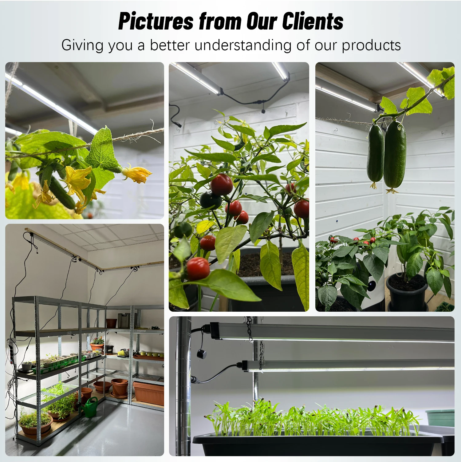 T5 LED Tube 4FT Lights - Efficient Grow Lights for Hydroponics