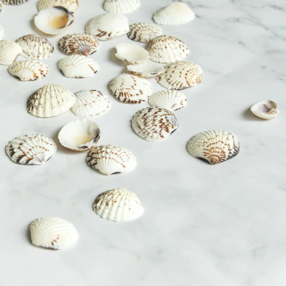 Natural Seashell Small Scallop Shells for Home Decoration| Alibaba.com