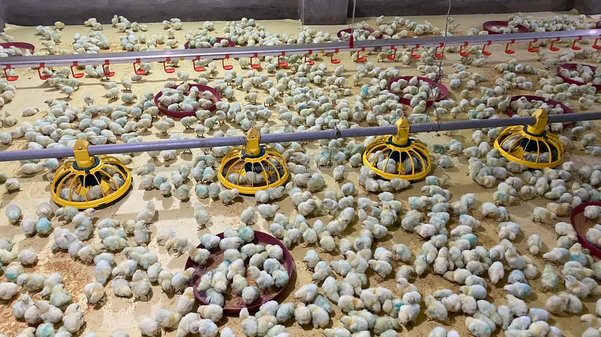 Broiler Chicken Tunnel Ventilation System - Automatic Poultry