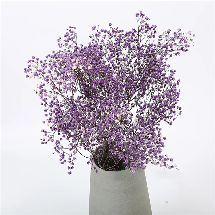 Decorative Eternal Babysbreath Multicolor Flower Dried Preserved ...