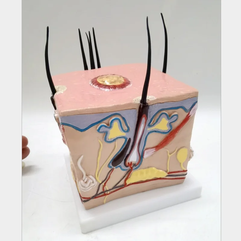 Integumentary System Clay Model