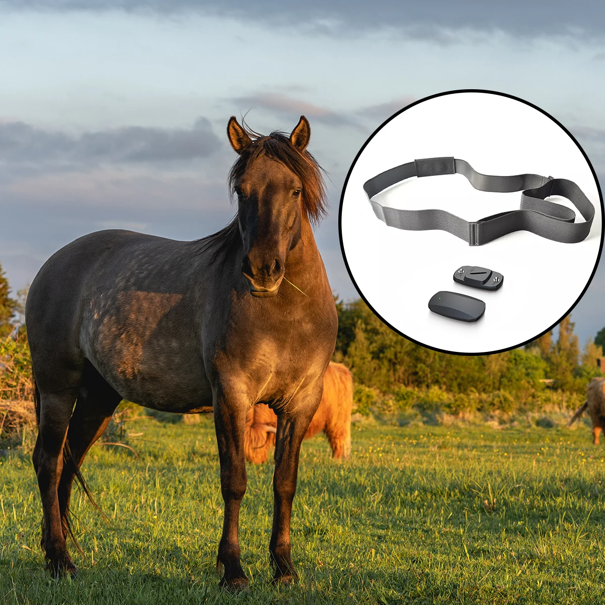 Horse Heart Rate Monitor Strap - Unisex Equestrian Heart Rate Sensor ...