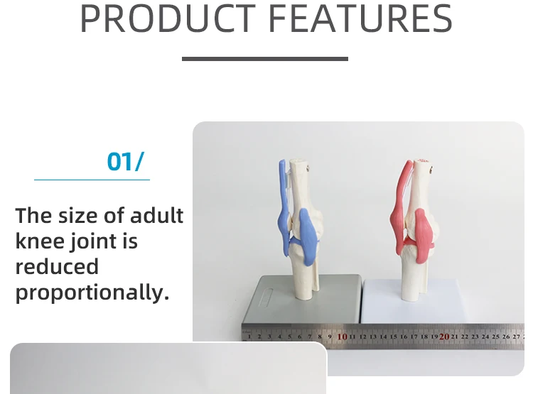Human Skeleton Model - Knee Joint Models with Blue Ligaments