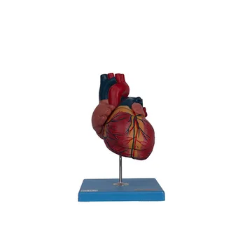 High Quality Detachable Plastic Anatomical Human Heart Model - Buy ...