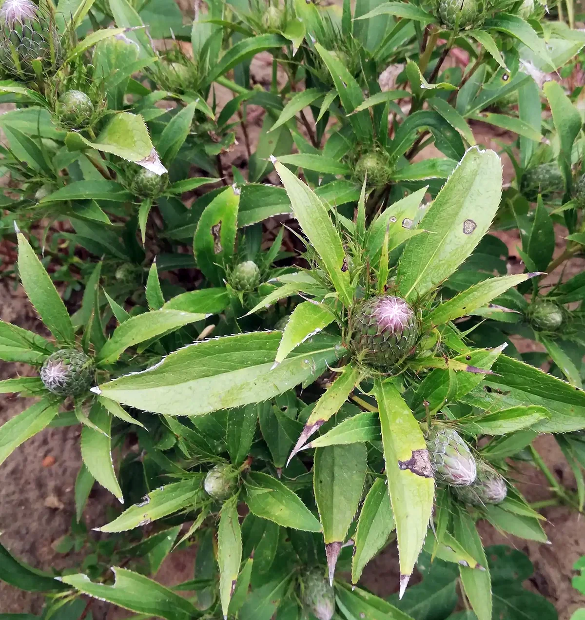 Top Quality 100% Pure Nature Atractylodes Rhizoma Extract Powder 4:1 ...