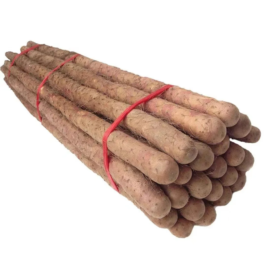 Fresh Chinese Yam - White Yam for Sale from Shandong, China