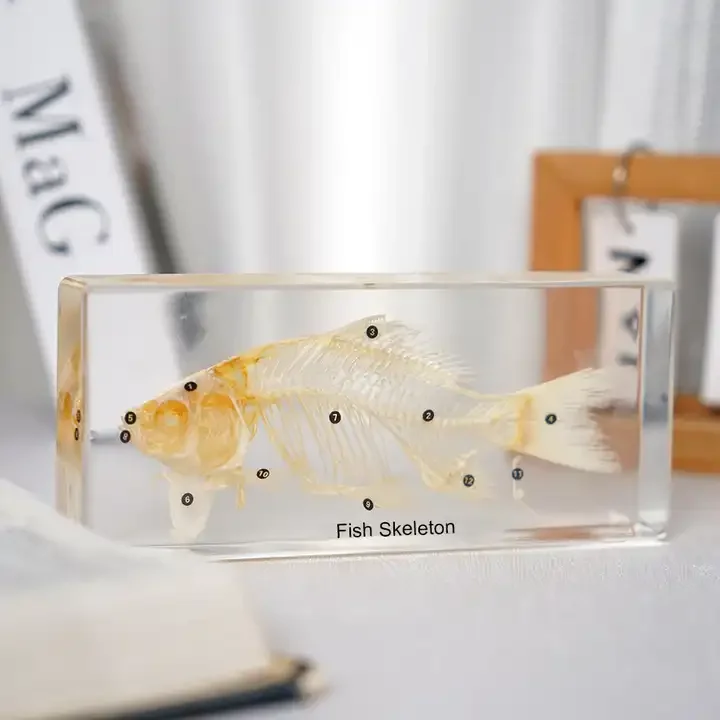 Fish Skeleton Specimen Animal Paperweight Taxidermy Collection Embedded ...