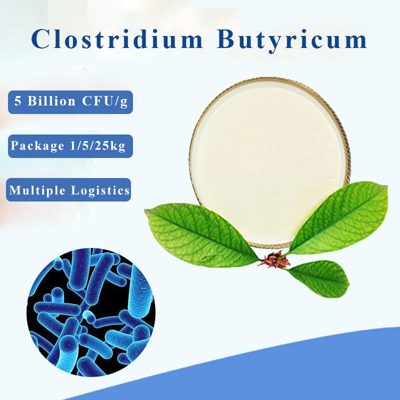Rapid Weight Gain Grade Clostridium Butyricum Poultry Premix Feed ...