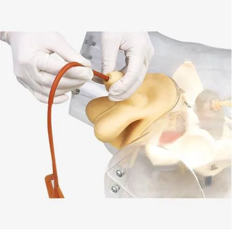 Transparent Male Urethral Catheterization Simulator| Alibaba.com