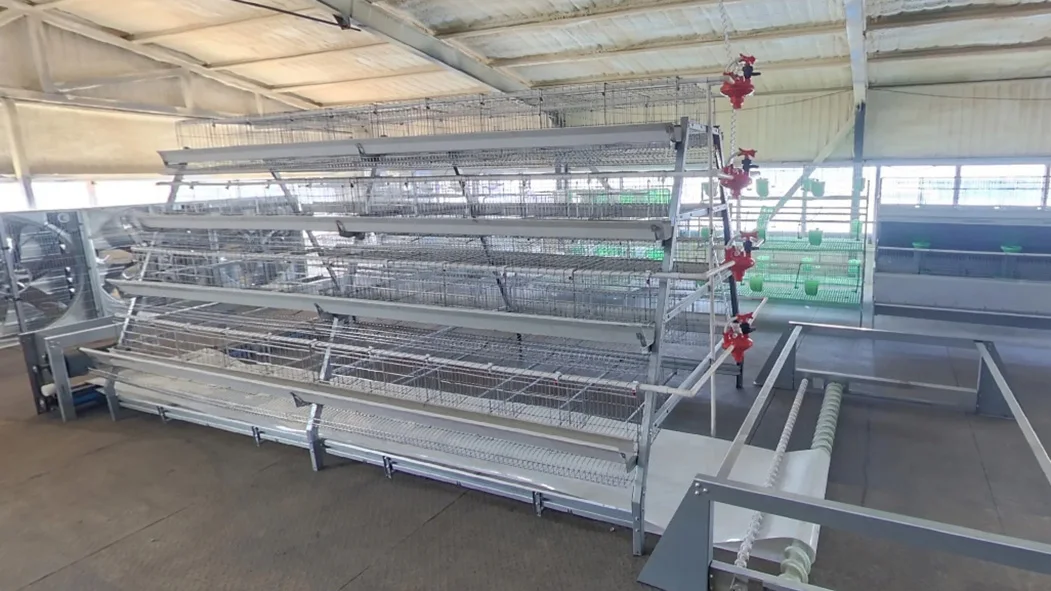 A Type Automatic Layer Cage System for Efficient Chicken Farming