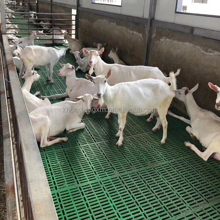 Green Plastic Goat Slatted Floor for Goat Farm - 600x600mm - OEM