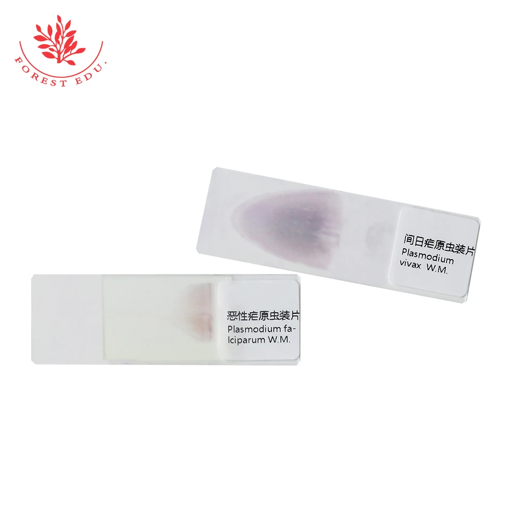 Biological Parasite Slides Plasmodium Vivax Falciparum Slides Teaching ...