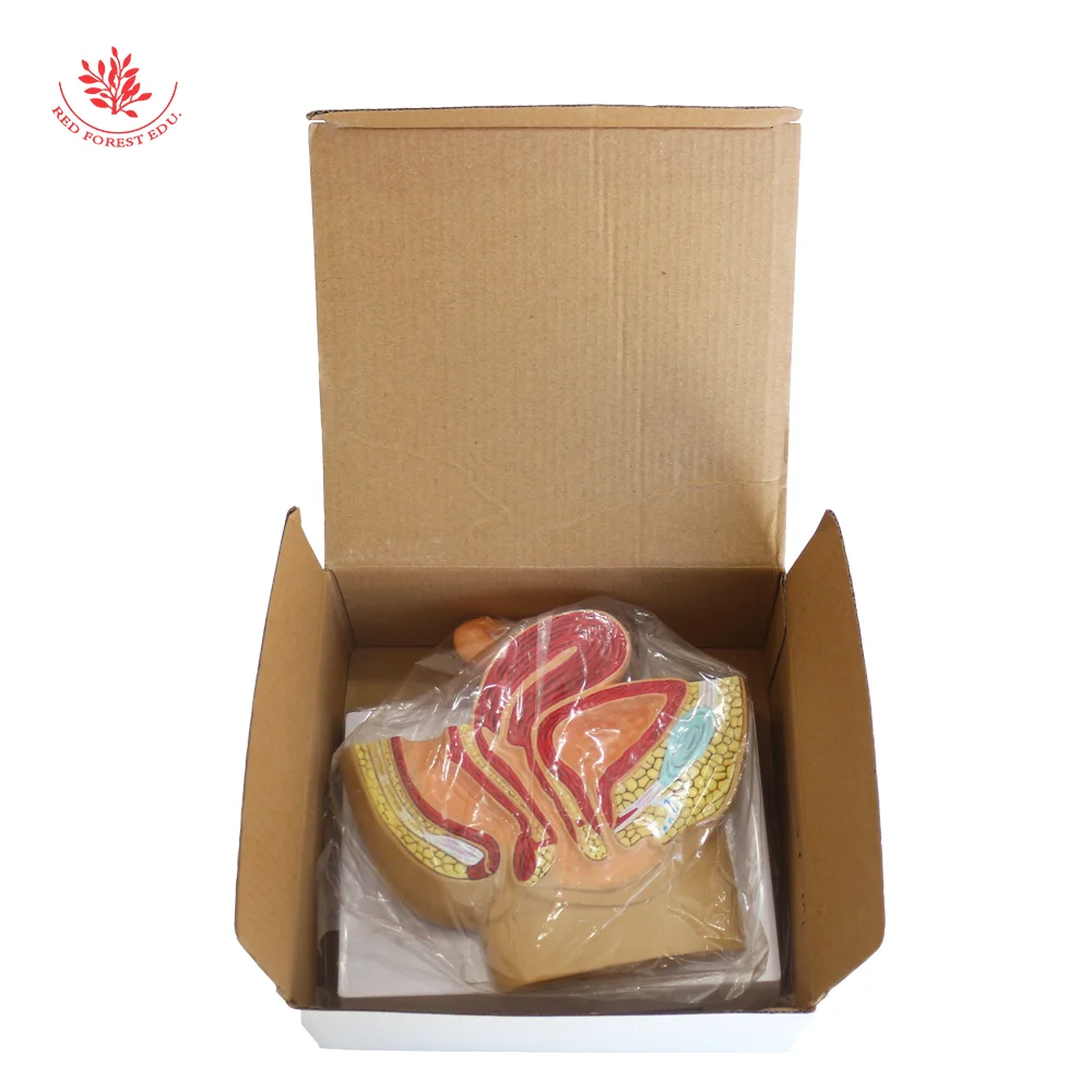 Female Reproductive System Model Pelvis Model Female Pelvis ...