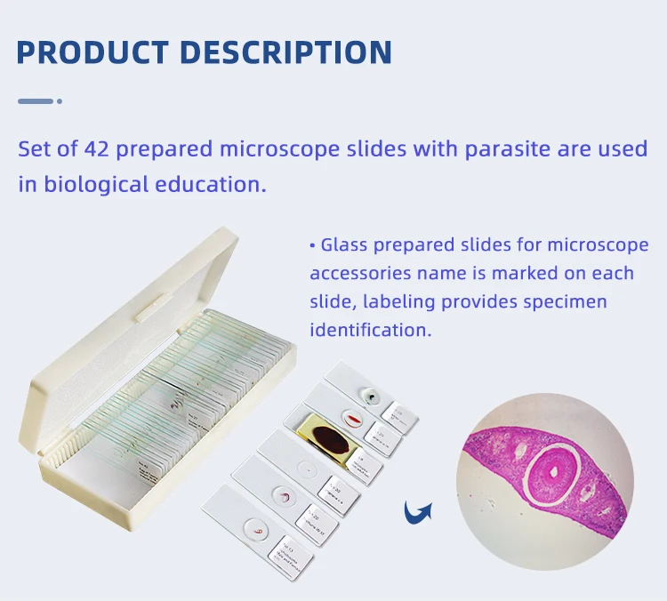 Parasite Microscope Slides - Educational Medical Tools