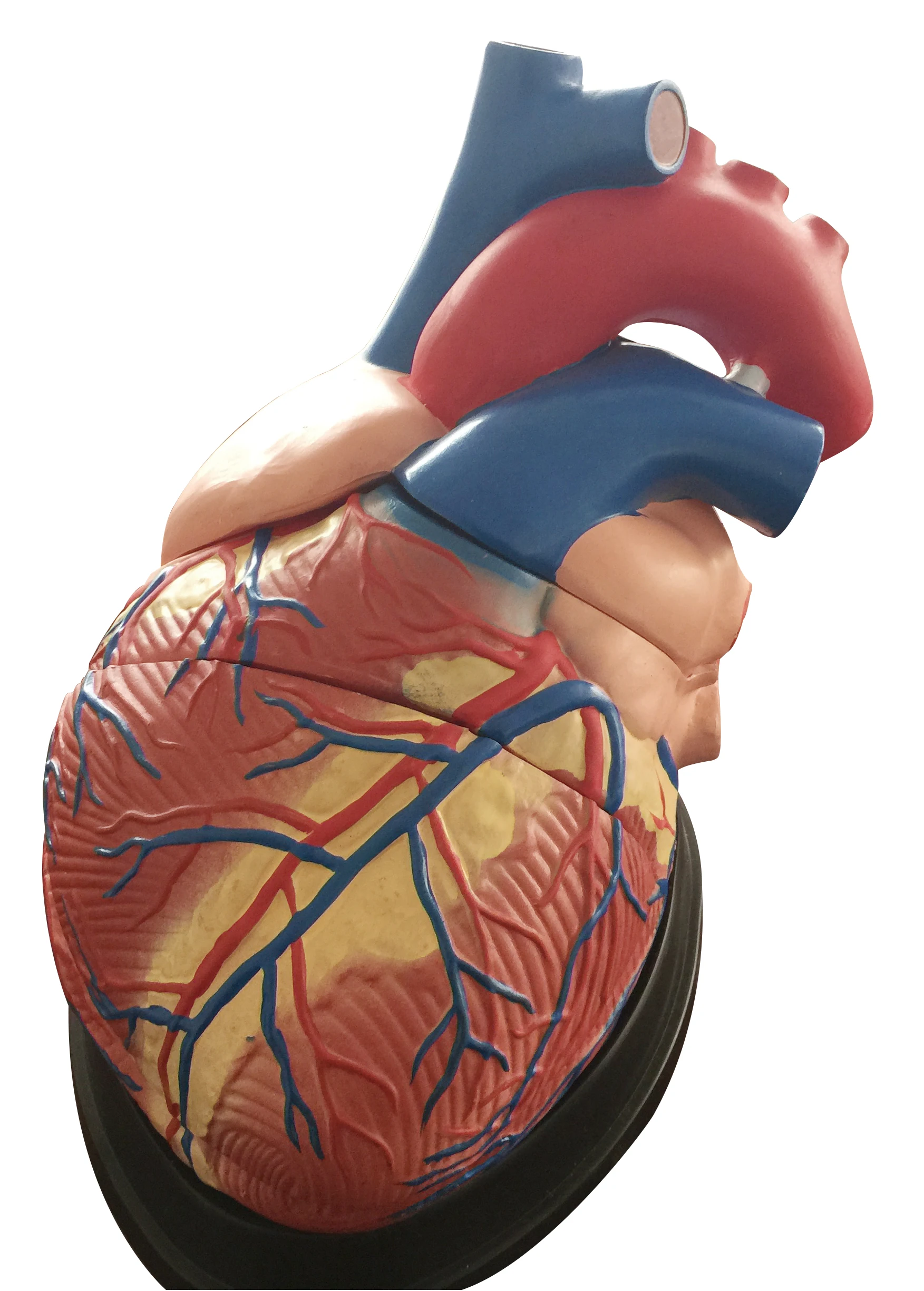 Plastic Model Of Human Heart Medical Jumbo Heart Anatomical Teaching ...