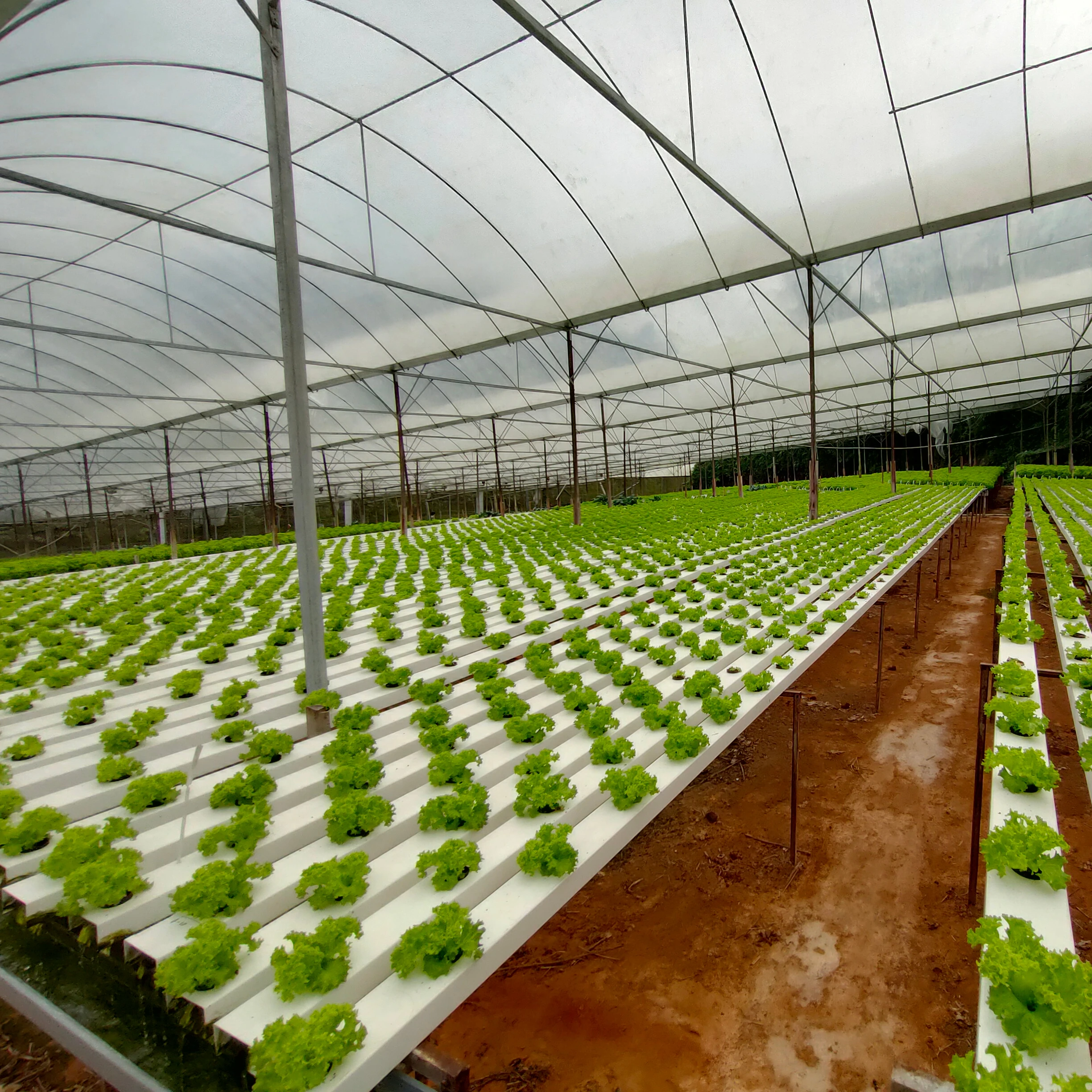 Aquaponics Nft Channel Pvc Hydroponic cabbage And Lettures Growing ...