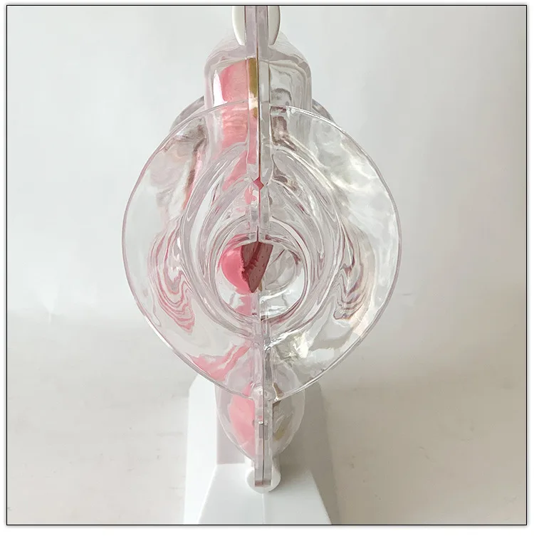 Transparent Uterus Model - Female Pelvic Anatomy Demonstration
