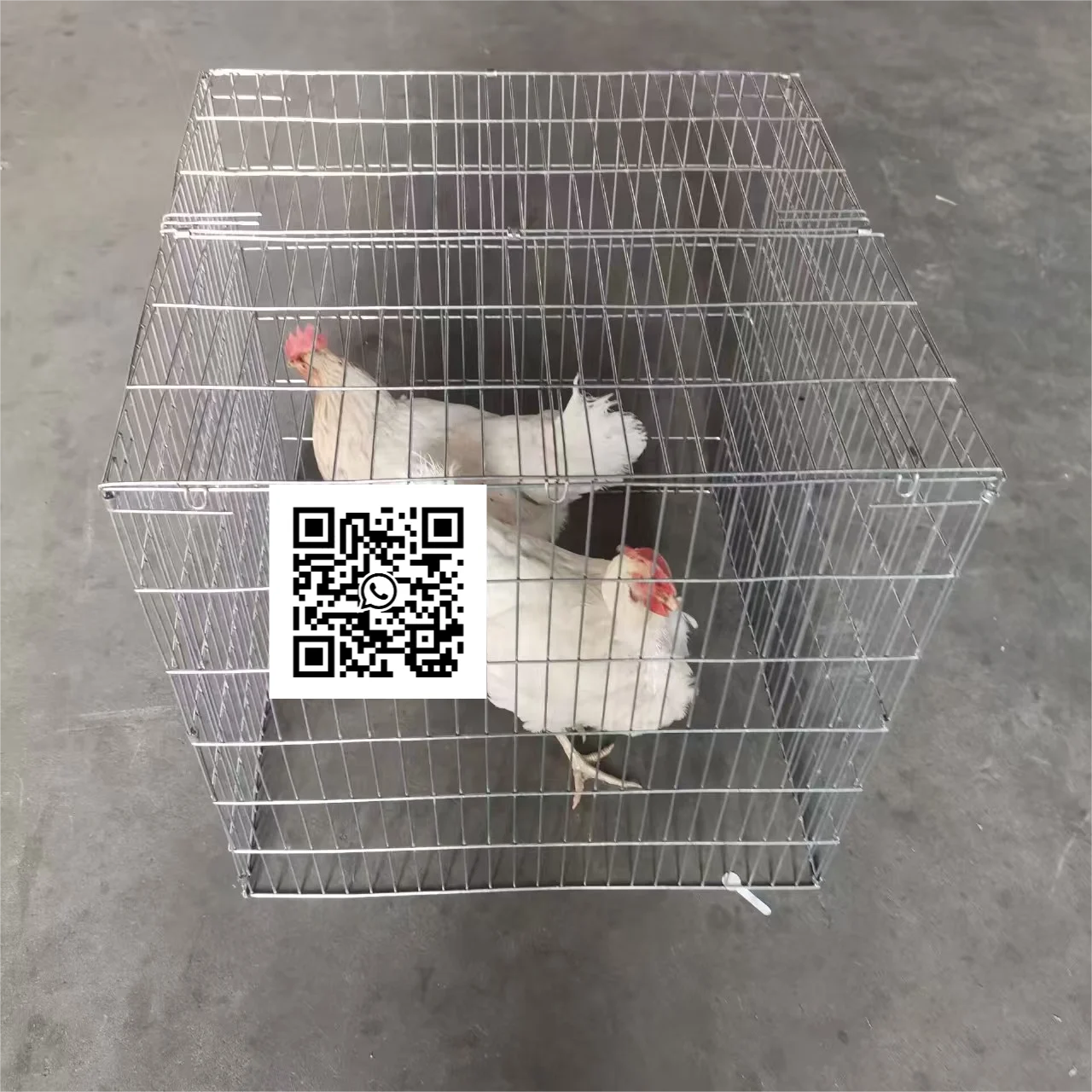 Wire Mesh Chicken & Gamefowl Rooster Show Cages - Durable & Foldable