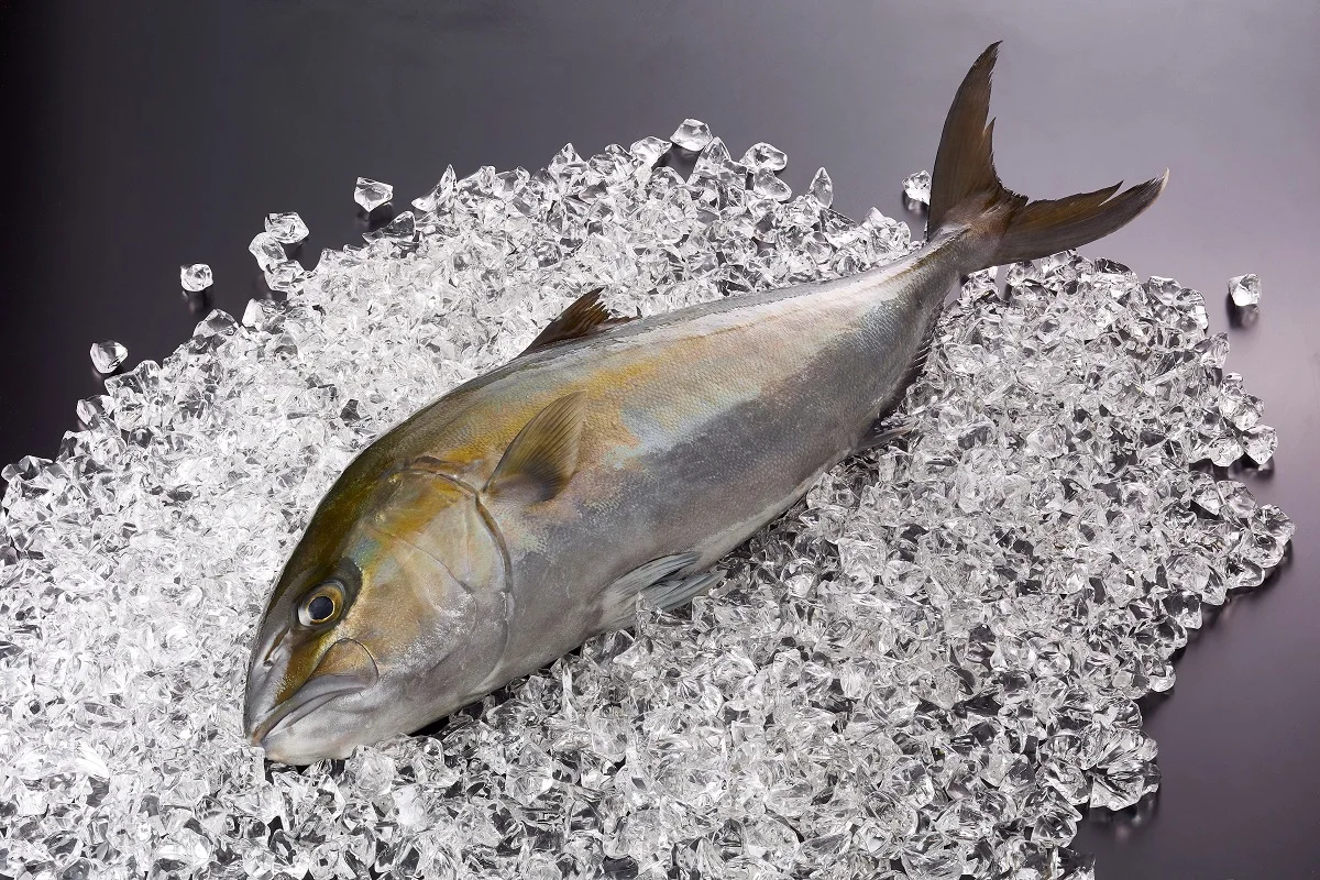 Fresh Amberjac - Buy Amberjac,Fresh Amberjac,Whole Fish Product on ...