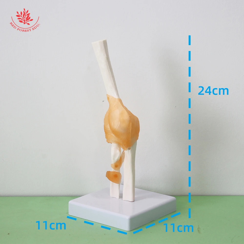 Human Joint Model PVC Medical Education Life-size Six Pieces Set ...