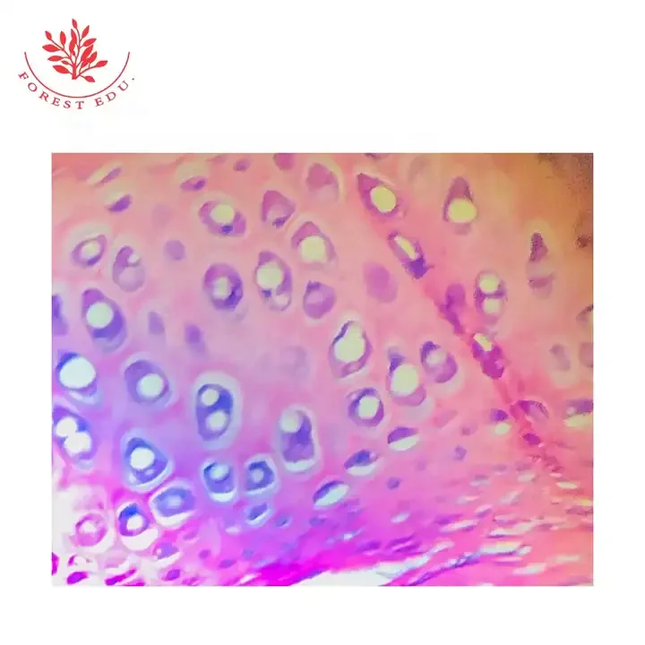 Human Histological Slides for University Connective Tissue Teaching