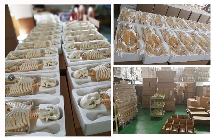 Life Size 3-Parts Numbered Skull Model - Yulin Medical Science