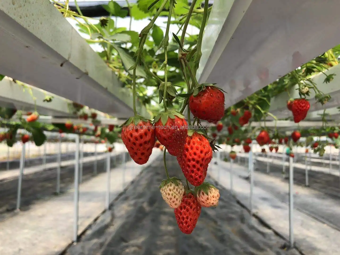 Commercial Strawberry Hydroponic Growing Systems Indoor - Buy ...