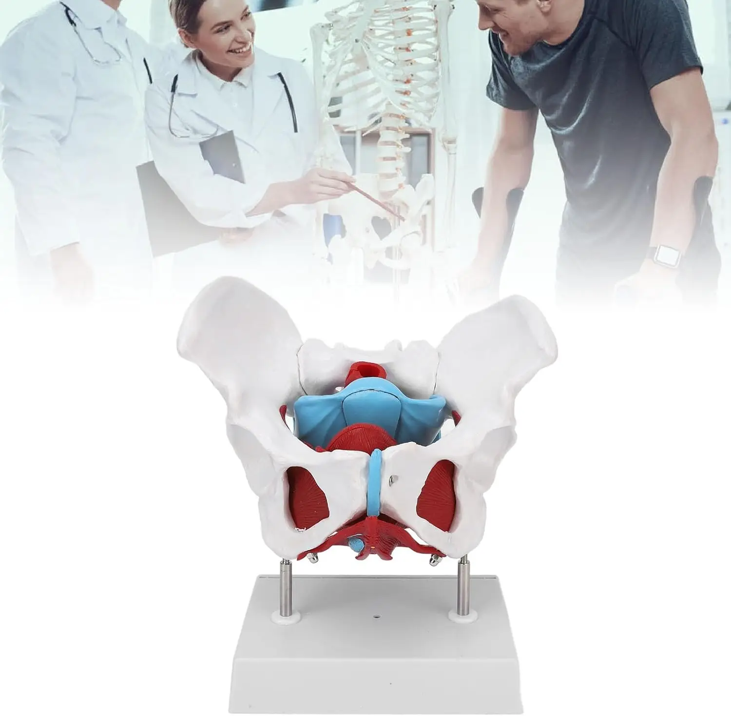 Medical Science Pelvic Floor Female Anatomy Mobile Color Female ...