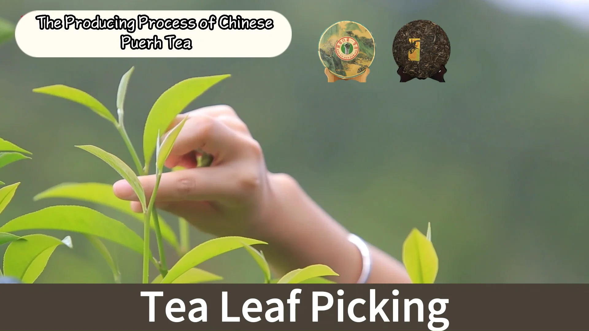 Yn40 Famous Pu'er Tea 357g Chinese Tea Hot Sale High Quality Puer Zi ...