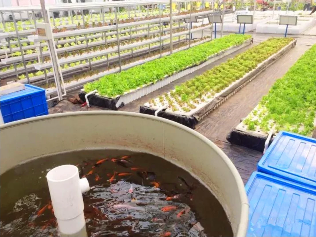 Aquaponics Growing System Aquaponics System For Fish And Vegetable ...