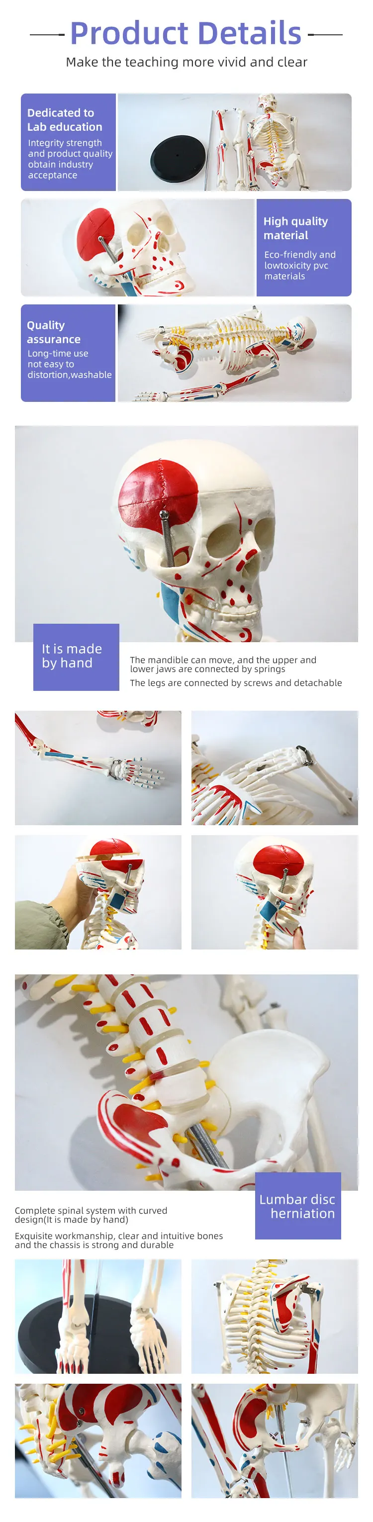 Human Body Anatomical Skeleton Model Painted Half Side Muscle Anatomy ...
