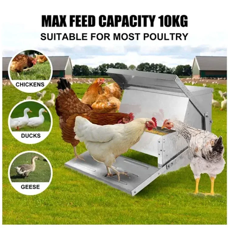 Automatic Poultry Chook Food Feeding Treadle Spillproof Galvanized ...