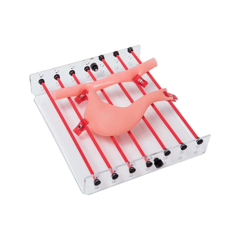 Kyrenmed Gastrointestinal Anastomosis Model Stomach Suture Model ...