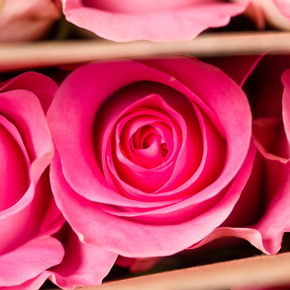 2024 Wholesale Fresh Cut Real Touch Roses Malia Rose Flower Fresh Large ...