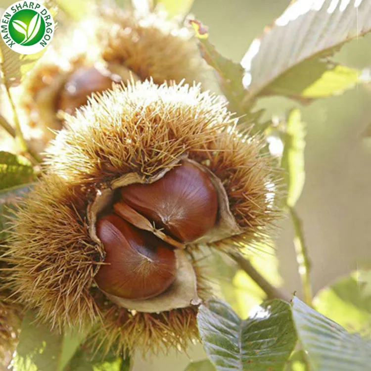 Frozen IQF Fresh Peeled Chestnuts - Edible SD Raw Chestnuts