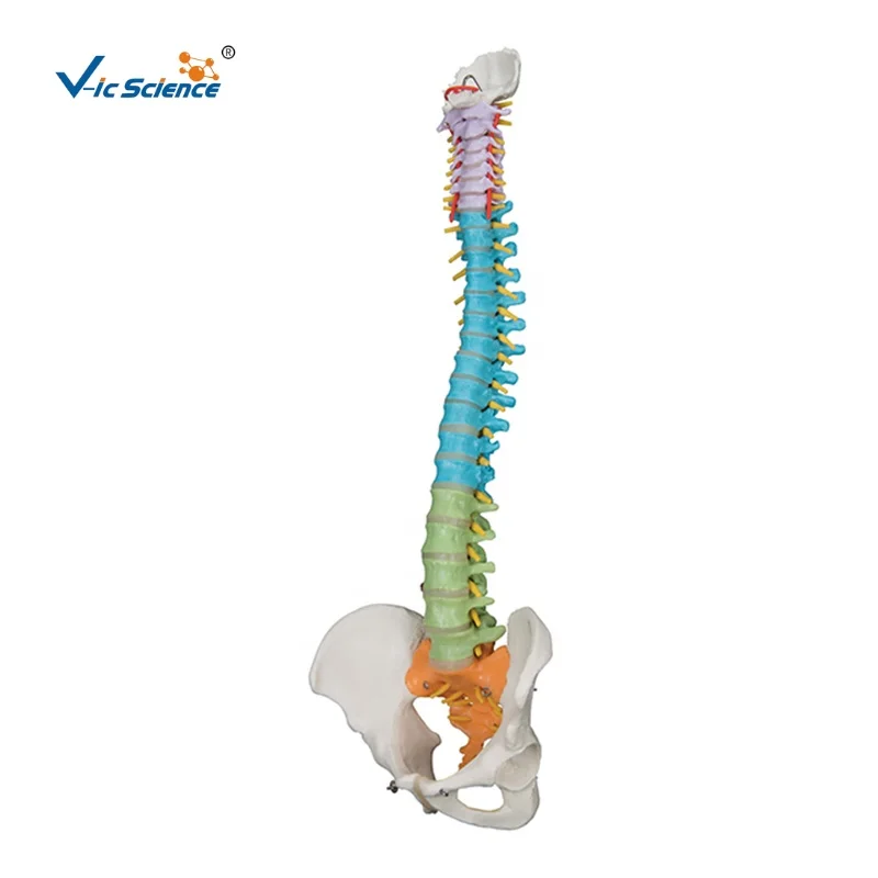Flexible Spinal Column with Colour Coded Regions female pelvis model ...