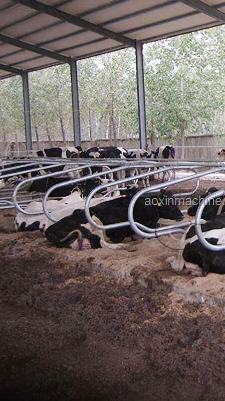 Dairy Cattle Housing Design Hot Dip Galvanized Cow Free Stall Cattle ...