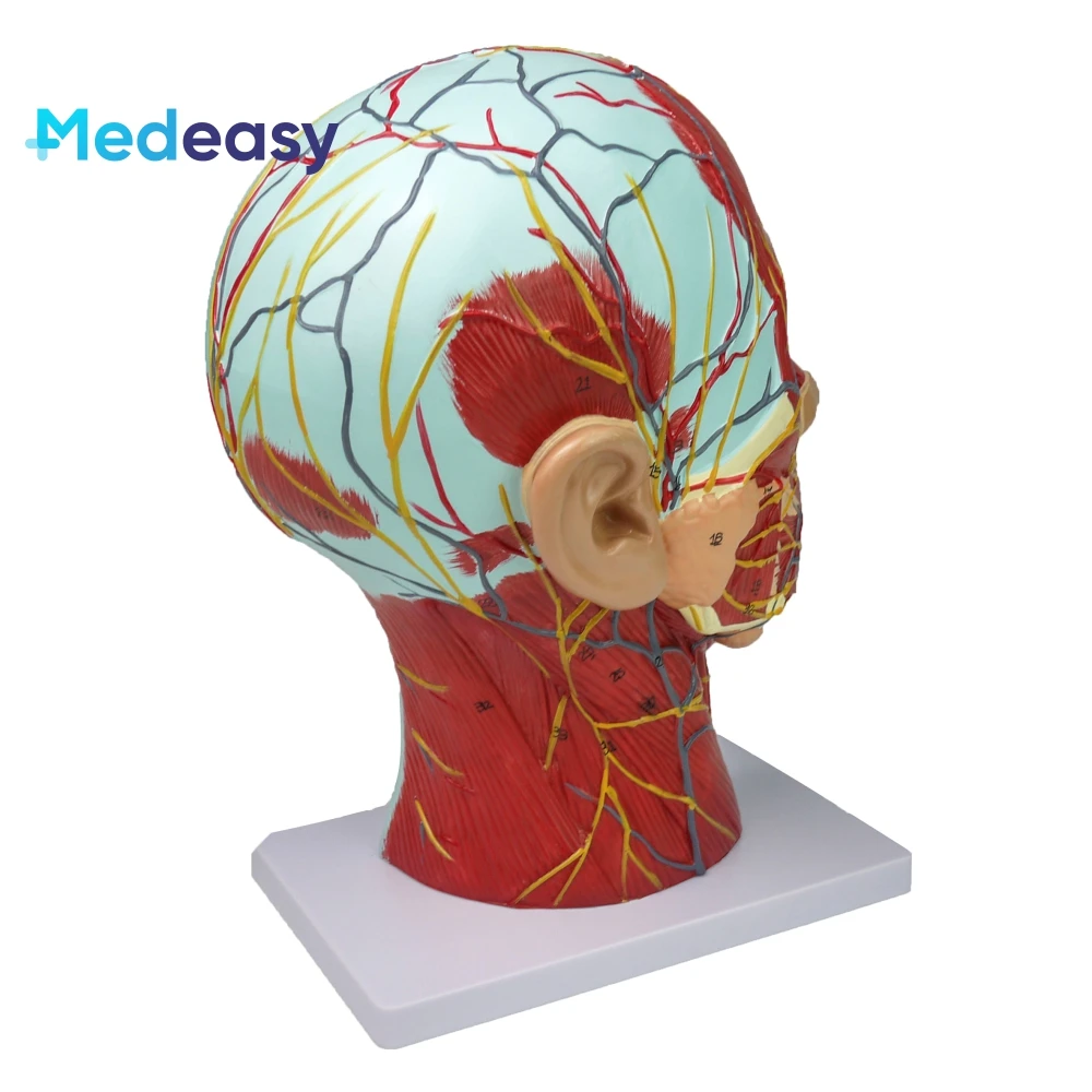 Medical Training Human Head Anatomy Model - Medeasy T4088