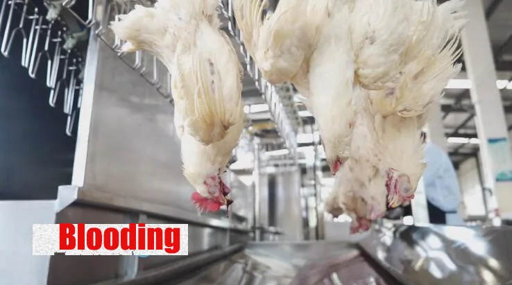 High Efficiency Chicken Slaughter Machine - XINBAIYUN