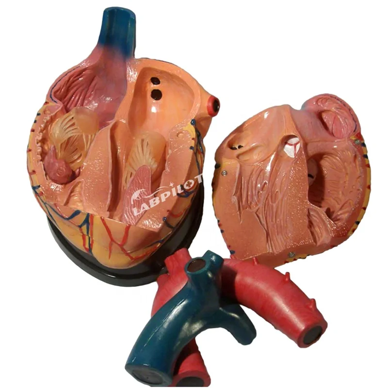Medical Anatomy Heart Model - Educational 3D Demonstration