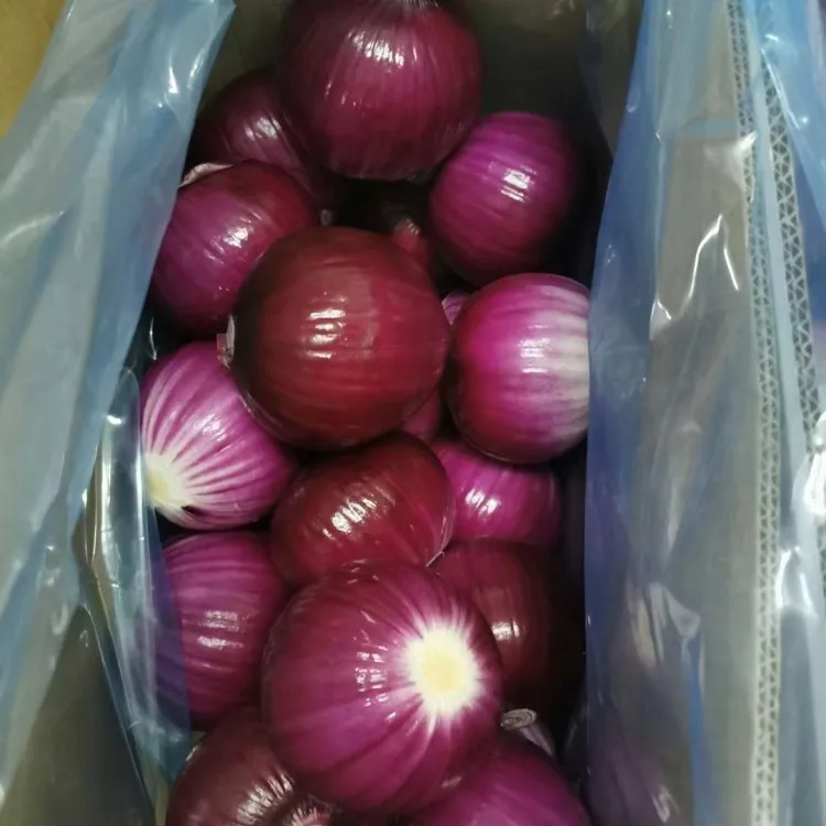 Fresh Red Onions from China - 10 KG Carton Export to Europe