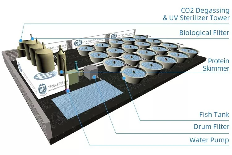 Industrial Fish Farm Tilapia Breeding Equipment ZH-RAS-100