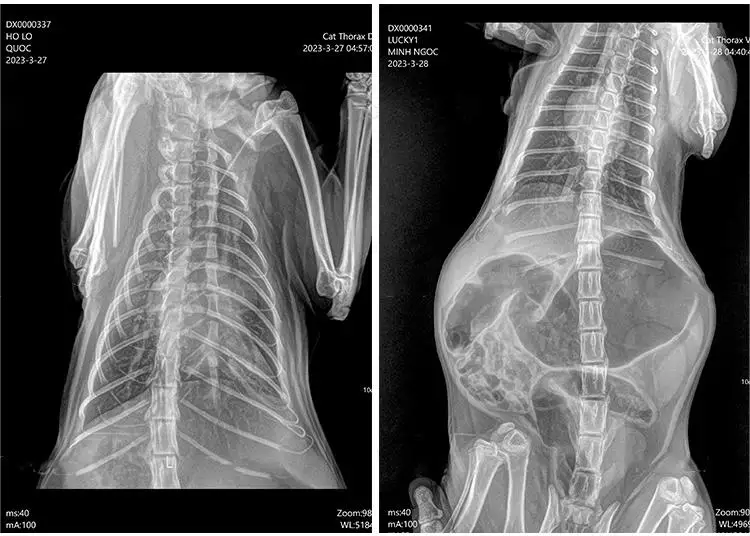 Hospital Medical Xray Machine Radiography Dog Vet X Ray Equipment ...