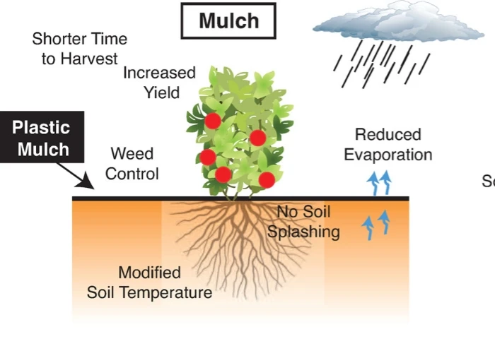 Plastic Agricultural Film Black&transparent Mulch Film - Buy Plastic ...